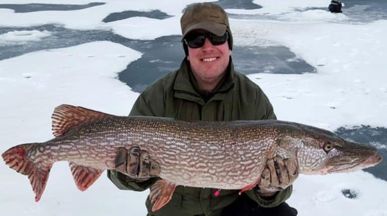 Can You Keep Northern Pike in an Aquarium? – Northern Pike Fishing Tips