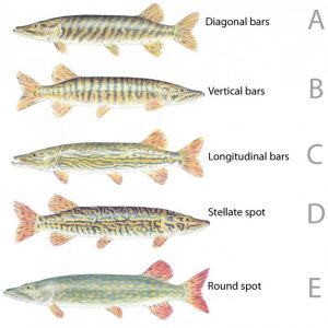 Northern Pike Vs. Southern Pike: What’s the Difference? – Northern Pike ...