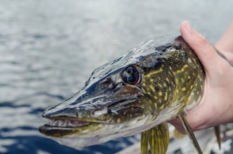 29 Northern Pike Fishing Tips You Need to Know – Northern Pike Fishing Tips