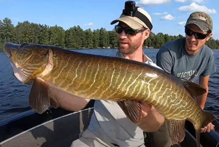 Muskie Vs. Tiger Muskie: How to Tell Them Apart – Northern Pike Fishing ...