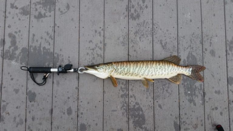 What Is a Tiger Muskie? – Northern Pike Fishing Tips