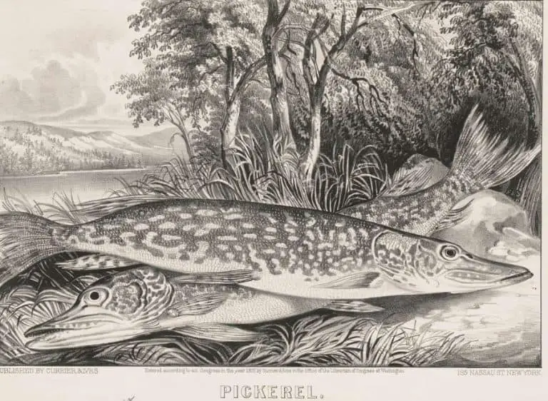 State Chain Pickerel Records: State by State Guide – Northern Pike ...