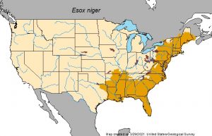 What Are the Different Types of Pickerel & How to Tell Them Apart ...