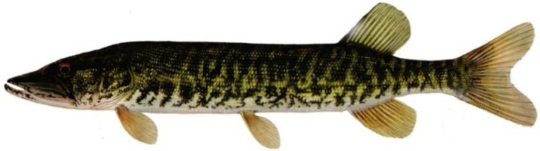 What Are the Different Types of Pickerel & How to Tell Them Apart ...