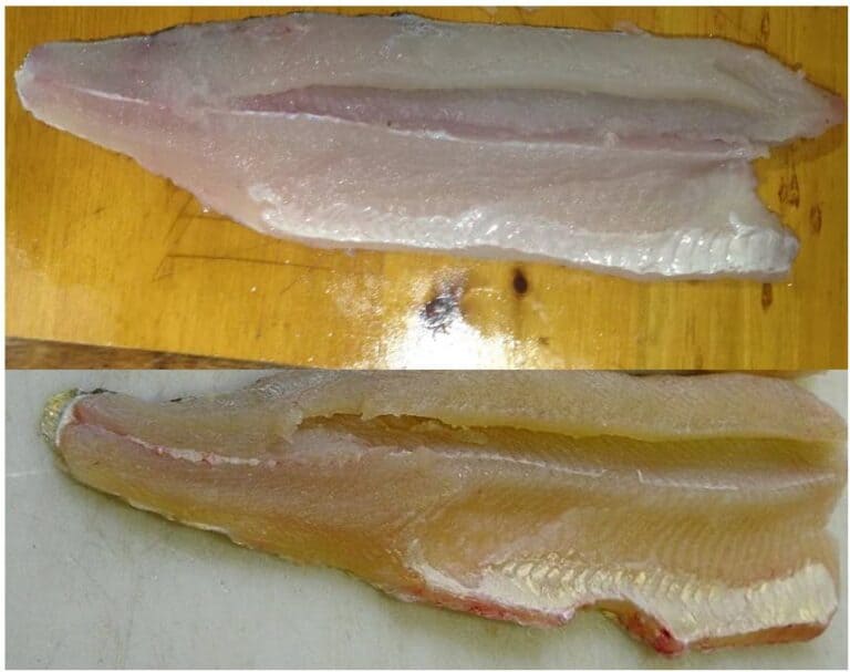 Yellow Pike Meat: Is It Any Good? – Northern Pike Fishing Tips